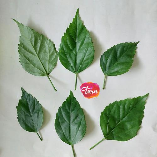 Jual Daun Bunga Kembang Sepatu Organik / Fresh Hibiscus Leaves - Kab ...