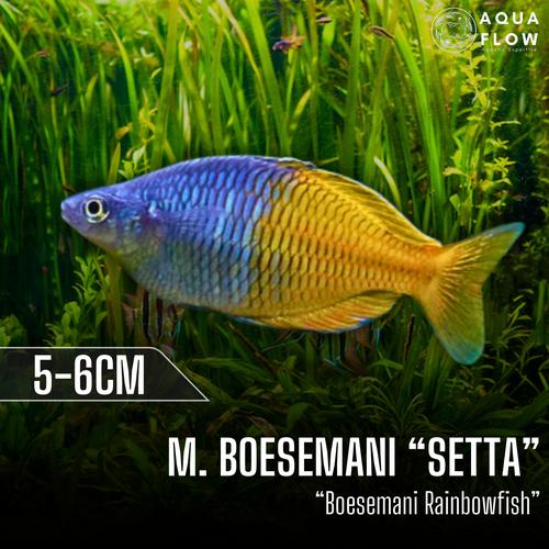 Promo Ikan Rainbow Melanotaenia Boesemani "Setta" 5-6cm / Ikan Hias ...