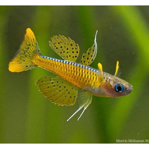 Jual pseudomugil gertrudae luminatus blue eye ikan aquascape - Kota ...