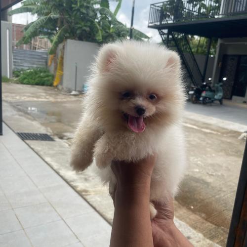 Jual Pomeranian Mini Putih ( Jantan ) - Kota Tangerang - DeCoralFul ...