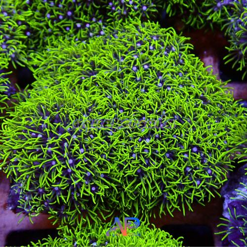 Jual Pachyclavularia Violacea - Polip Bintang Hijau Neon - Kota Bekasi ...