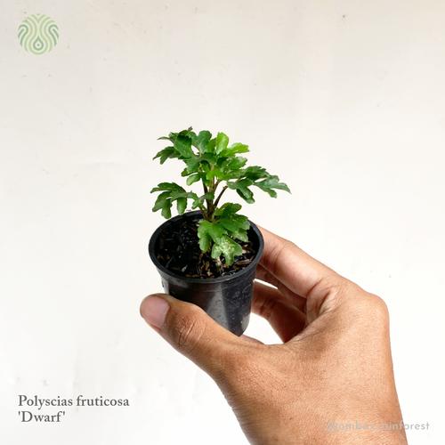 Jual Polyscias fruticosa Dwarf - Tanamam mini / paludarium - Kab ...