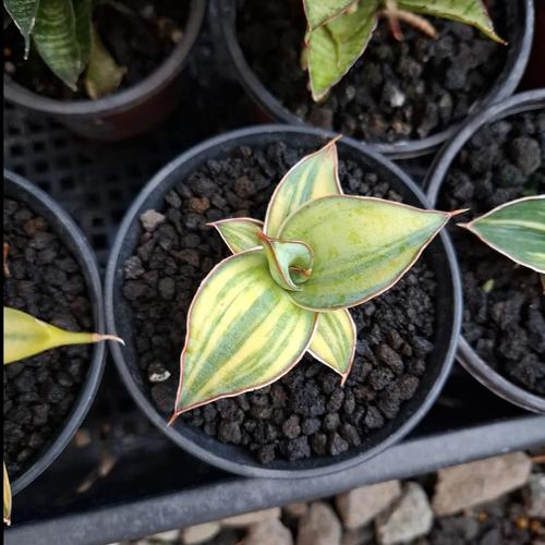 Jual sansevieria / sansivera blue leaf varigata - Kota Tangerang - ASM ...