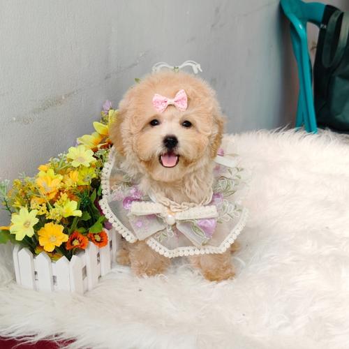 Jual Tiny aprikot poodle kualitas super muka cakep kaya boneka bulu ...
