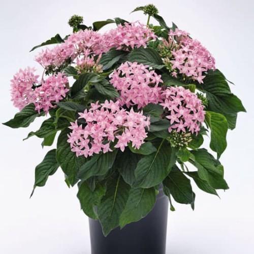 Jual Tanaman Bunga Pentas / Pentas lanceolata / Egyptian Star-cluster ...