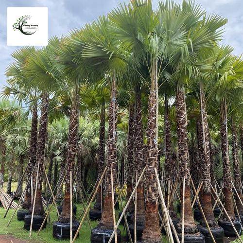 Jual Jual Pohon Palem Sadeng Minyak (Livistona rotundifolia) – Batang ...