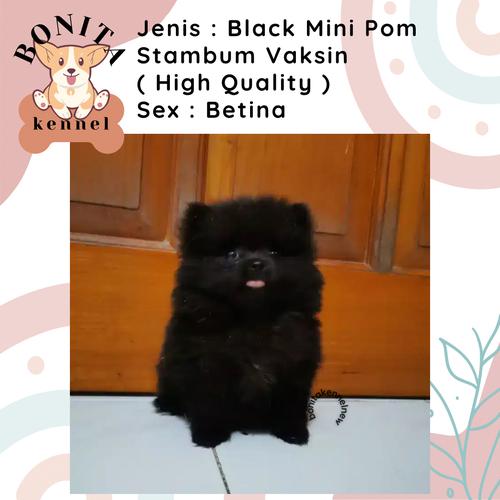 Jual Black Minipom Stambum Anak Anjing Mini Pomeranian Snow White Sable ...