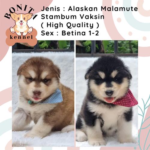 Jual Alaskan Malamute Stambum Jantan Betina Anak Anjing Alaskan Malamut ...