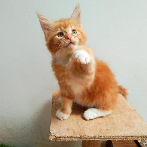 Jual Kucing MaineCoon Betina pure. line ped CFA GARANSI KEASLIANYA ...