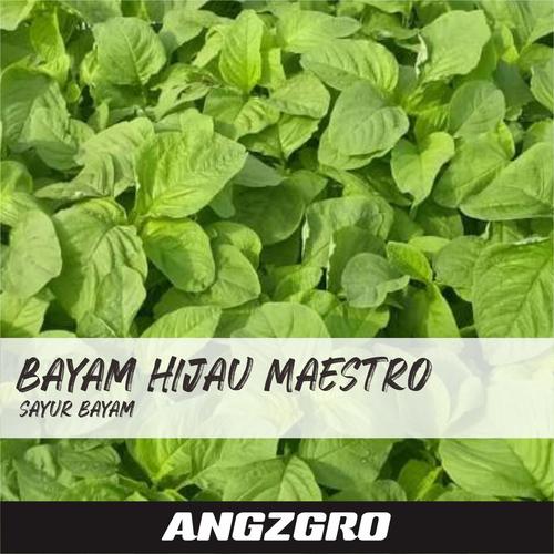 Jual Benih Bayam Hijau Maestro 5 gr Sayuran Tanaman Urban Farming ...