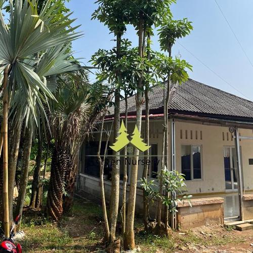 Jual Pohon Pule Putih || Pohon Pule Putih Grouping Ukuran 4-6 Meter ...