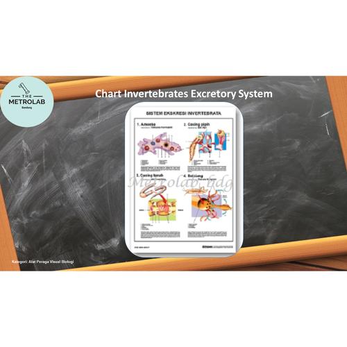 Jual Chart Invertebrates Excretory System - Kab. Bandung - Metrolab ...