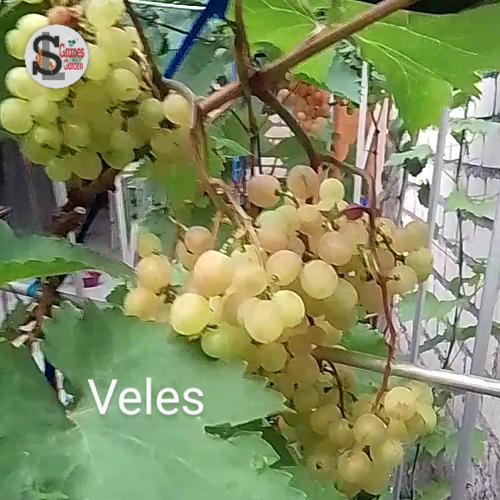 Promo Bibit anggur import VELLES tinggi 60cm up - Kab. Gresik ...