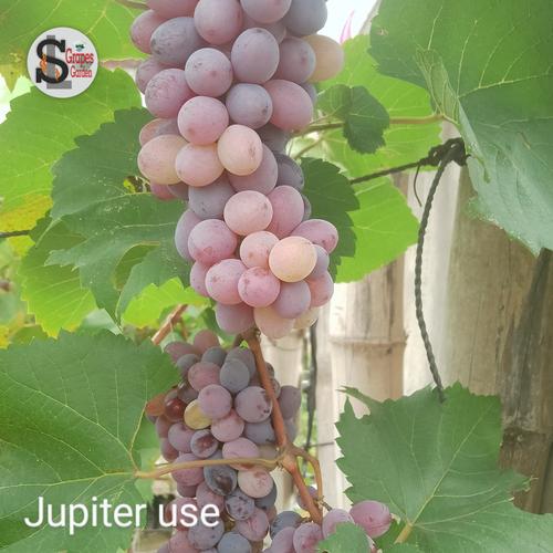Promo Bibit anggur import JUPITER US tinggi 60cm up - Kab. Gresik ...