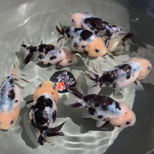 Jual BABY RANCHU RANCU SAPI / IKAN MAS KOKI RANCHU COW / GOLDFISH FANCY ...
