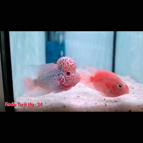 Jual ikan louhan seri super red magma - Kota Medan - LIM AQUATIC Medan ...