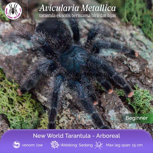Jual AVICULARIA METALLICA SLING TARANTULA - Kota Bandung - spider lover ...