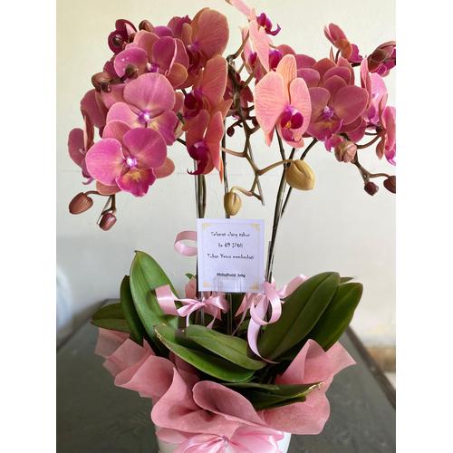 Jual RANGKAIAN BUNGA ANGGREK ELEGAN – HAMPERS LEBARAN - BUNGA MEJA ...