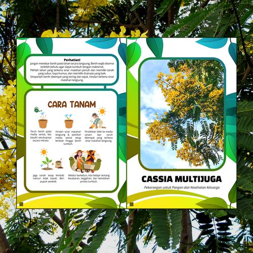 Jual 30 Biji Cassia Multijuga Senna Multijuga sebagai Bioinsektisida di ...