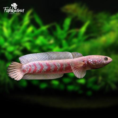Jual IKAN HIAS CHANNA ASIATICA RED SPOT (RSP) KALIMAYA GRADE A - 7-9 cm ...