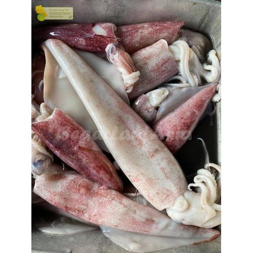 Jual Cumi Merah Segar CUmi Merah Jumbo Seafood Cumi Cumi Basah Segar ...
