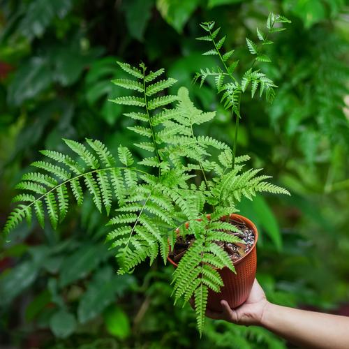 Jual Pteris wallichiana / Tanaman Pakis / Fern - Kota Tangerang Selatan ...
