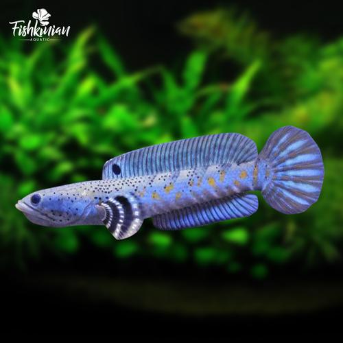 Jual Ikan Channa Blue Pulchra 8-10 cm - SINGLE TANK - Kota Tangerang ...