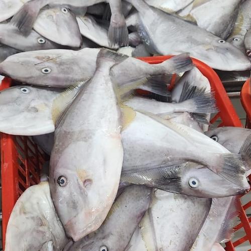 Jual Leather Jacket fish/ ikan sukang 700g-1kg - Kab. Sidoarjo ...