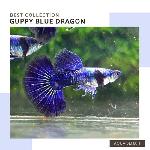 Jual IKAN hias GUPPY BLUE DRAGON Grade Kualitas - JTN - Kota Medan ...