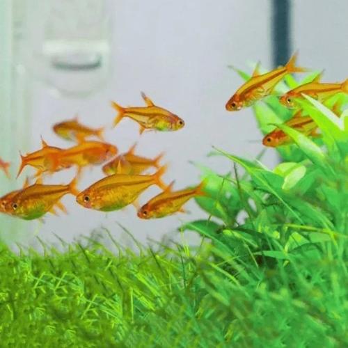 Promo ikan amandae ember tetra aquascape - Kota Tangerang Selatan ...