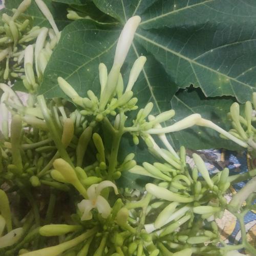 Jual bunga pepaya gantung yang banyak manpaatnya dan hasiat - Kab ...