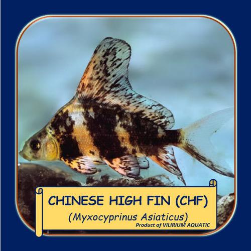 Jual IKAN HIAS AIR TAWAR - CHINESE HIGH FIN (CHF) / CHINESE HIGH FIN ...
