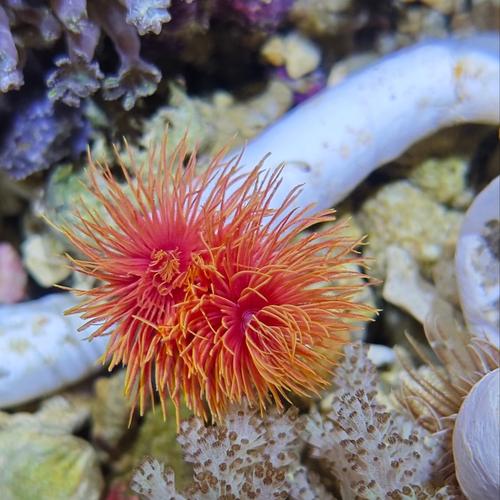Jual cacing koker pipa merah red fan worm rare unit aquarium laut hias ...