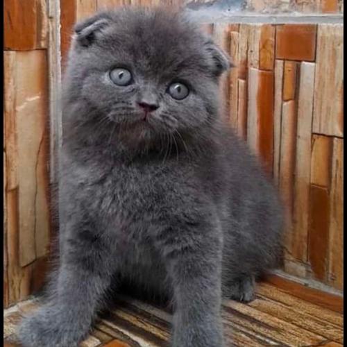 Jual kucing scottish fold blue solid turunan ped lucu imut keren 3 ...