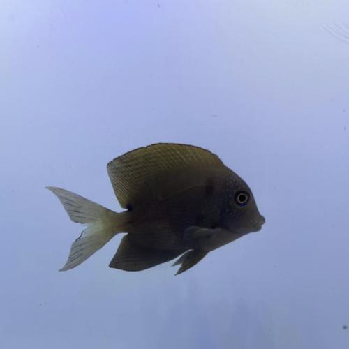 Jual ikan Botana coklat (ikan hias air laut) - Jakarta Timur - Lagoon ...