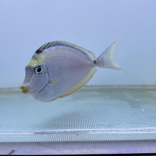 Jual ikan Botana naso bali (ikan hias air laut) - Jakarta Timur ...