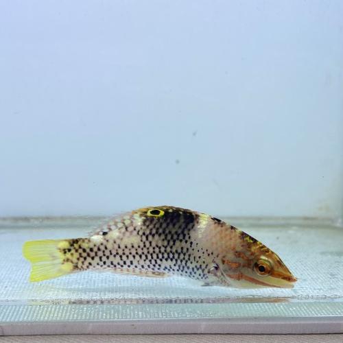 Jual ikan Keling perak (ikan hias air laut) - Jakarta Timur - Lagoon ...