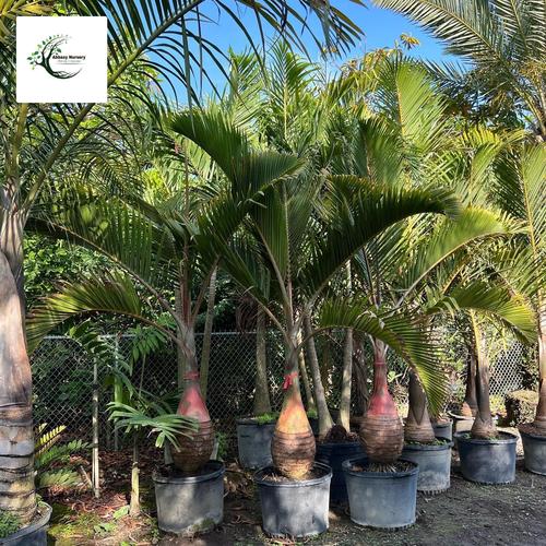 Jual Jual Pohon Palem Botol (Hyophorbe lagenicaulis) – Elegan & Unik ...