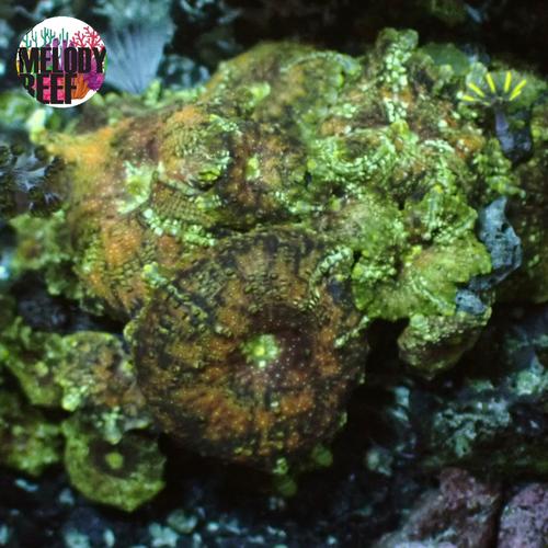 Jual Coral Jamur Golden Watermelon Discosoma Mushroom Colony - Jakarta ...