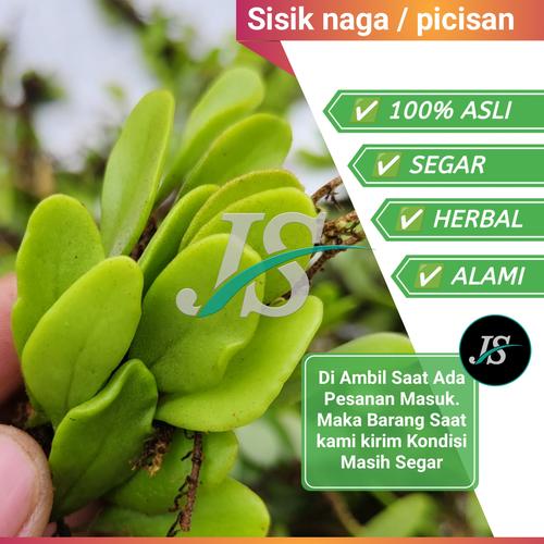 Jual Daun Sisik Naga Segar / Daun Picisa - Kab. Bandung Barat ...