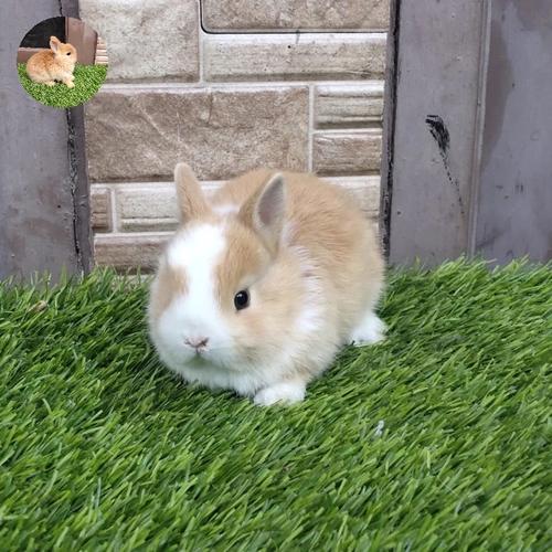 Jual kelinci nedherland dwarf warna cantik - Kota Tangerang - sobat ...