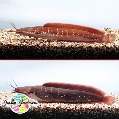 Jual Lele Lembat Gondrong (M) Ikan Hias Aquascape Hiasan Aquarium ...
