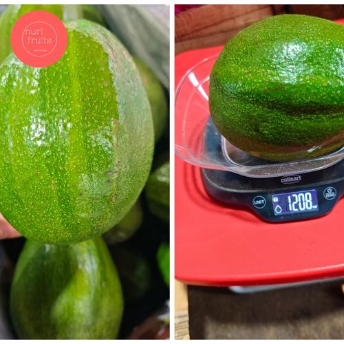 Promo BUAH ALPUKAT ALIGATOR BIG|BUAH ALPUKAT SUPER MENTEGA|ALPUKAT BIG ...