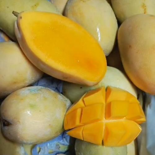 Jual Mangga kiojay | mangga thailand | mangga bangkok - Kiojay - 1 kg ...