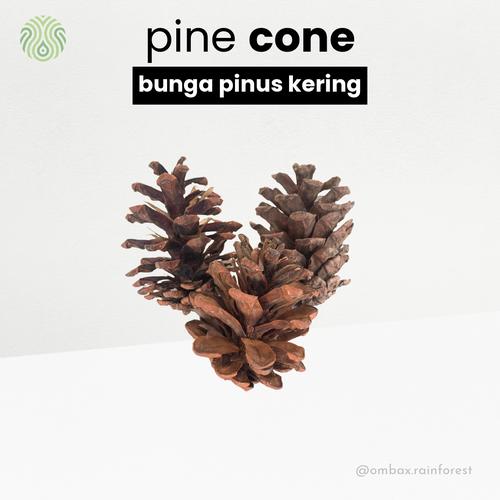 Jual Pine Cone / bunga pinus kering - Dekorasi natural - Kab. Mojokerto ...