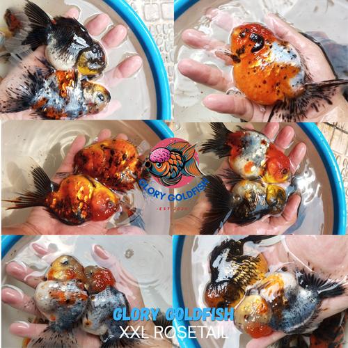 Jual Ikan Mas Koki Oranda Rose Tail Jumbo Pancawarna PW Kirin Calico ...