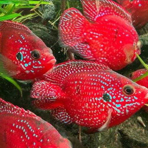 Jual Ikan Red Jewel cichlid, merah ikan aquascape. size medium - Kota ...