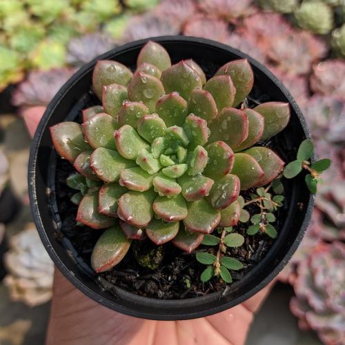 Promo Echeveria red ruby kakatus sukulen tanaman hias - Kab. Bandung ...