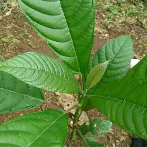 Jual Daun jelatang/daun gatal 500 gram - Jakarta Selatan - Kebun herbal ...