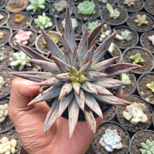 Jual tanaman hias/sukulen echeveria unguiculata - Kab. Bandung Barat ...